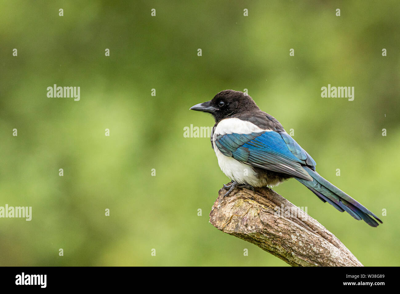 Magpie foraging in the mid Wales summer sunshine Stock Photo - Alamy