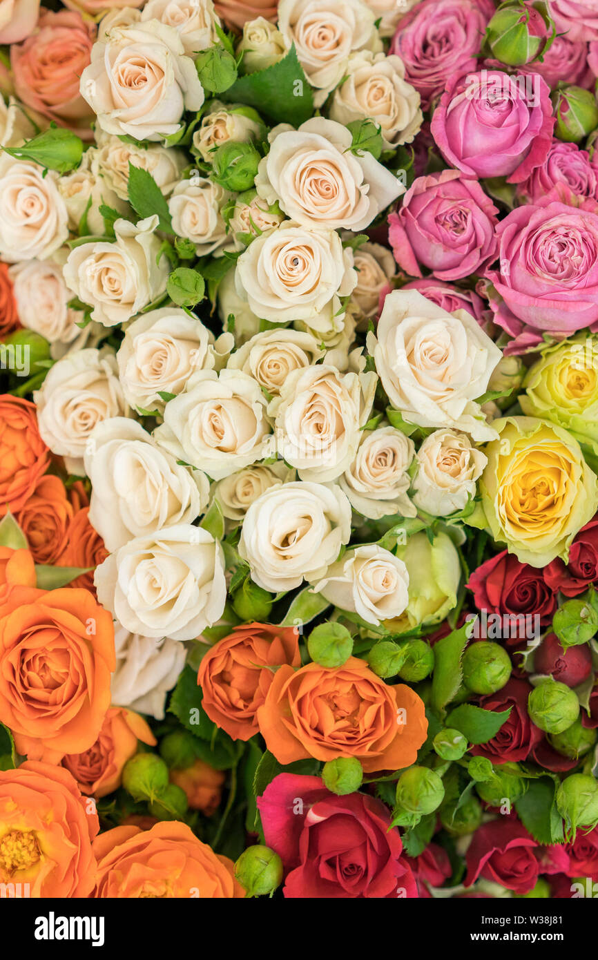 Real Roses Background