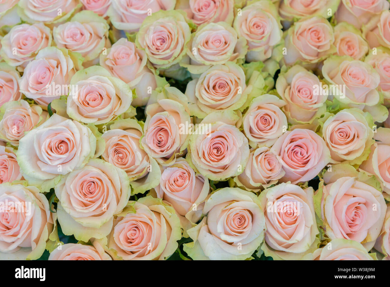 Beige roses background. White roses horizontal seamless pattern. White ...