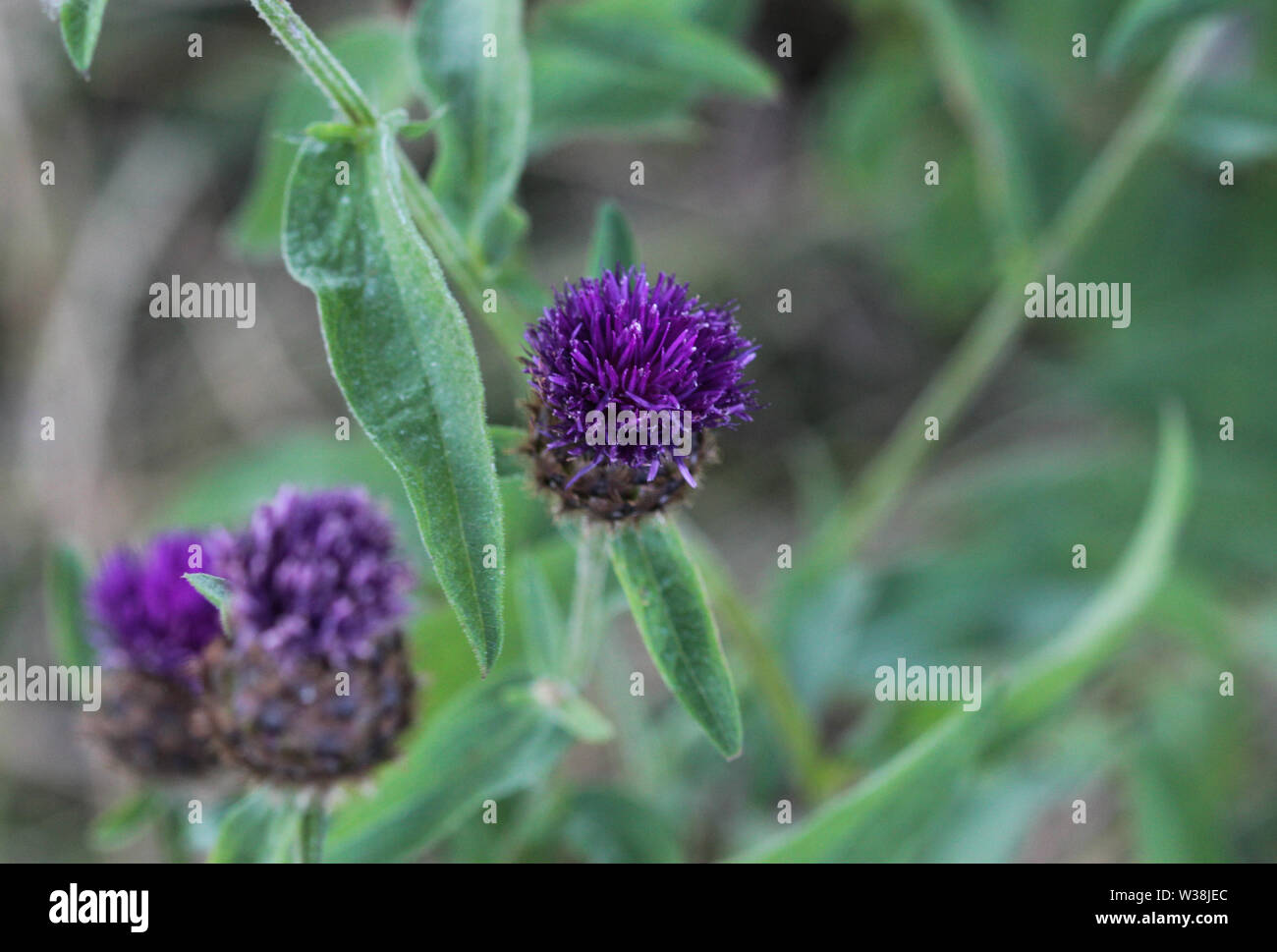 close up of Centaurea nigra, known by the common names lesser knapweed ...