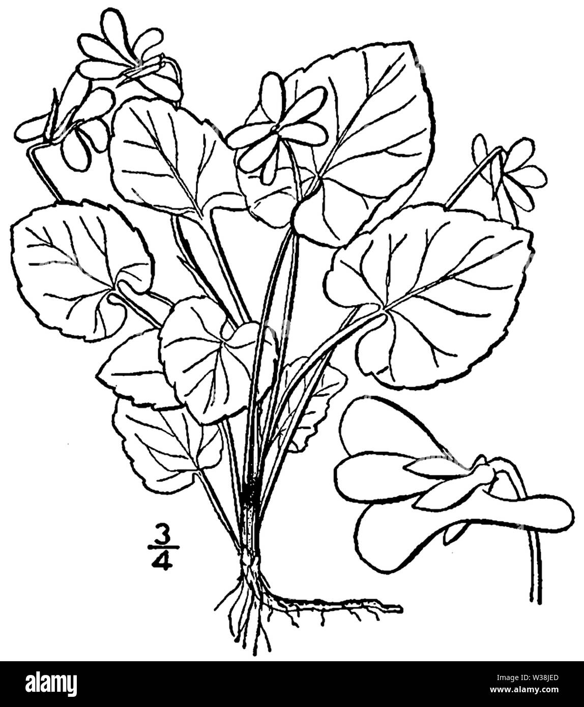 Botany viola Black and White Stock Photos & Images - Alamy