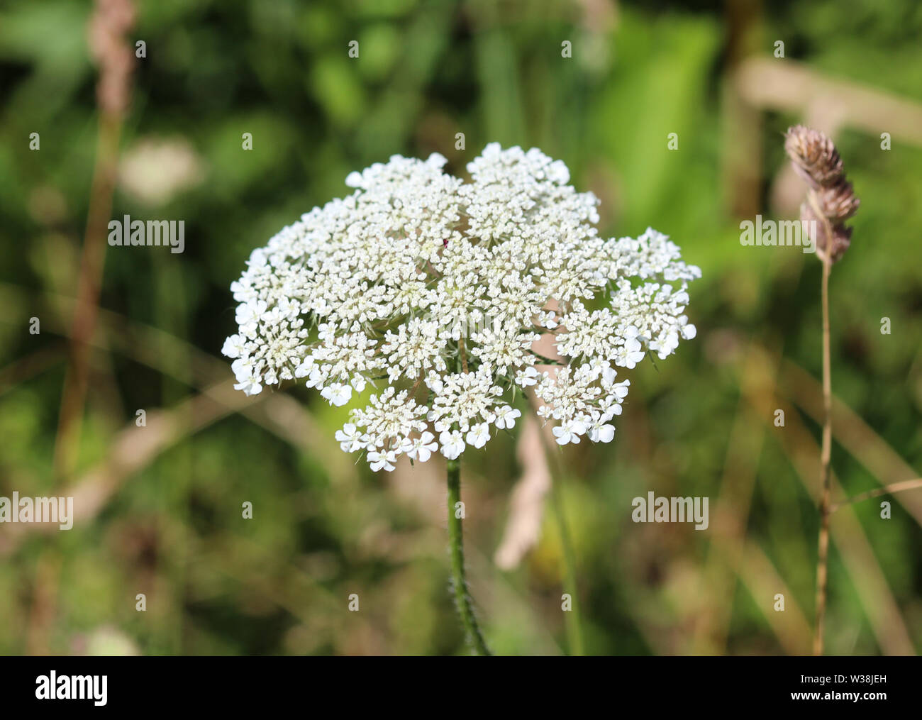 close up of Daucus carota, whose common names include wild carrot, bird ...
