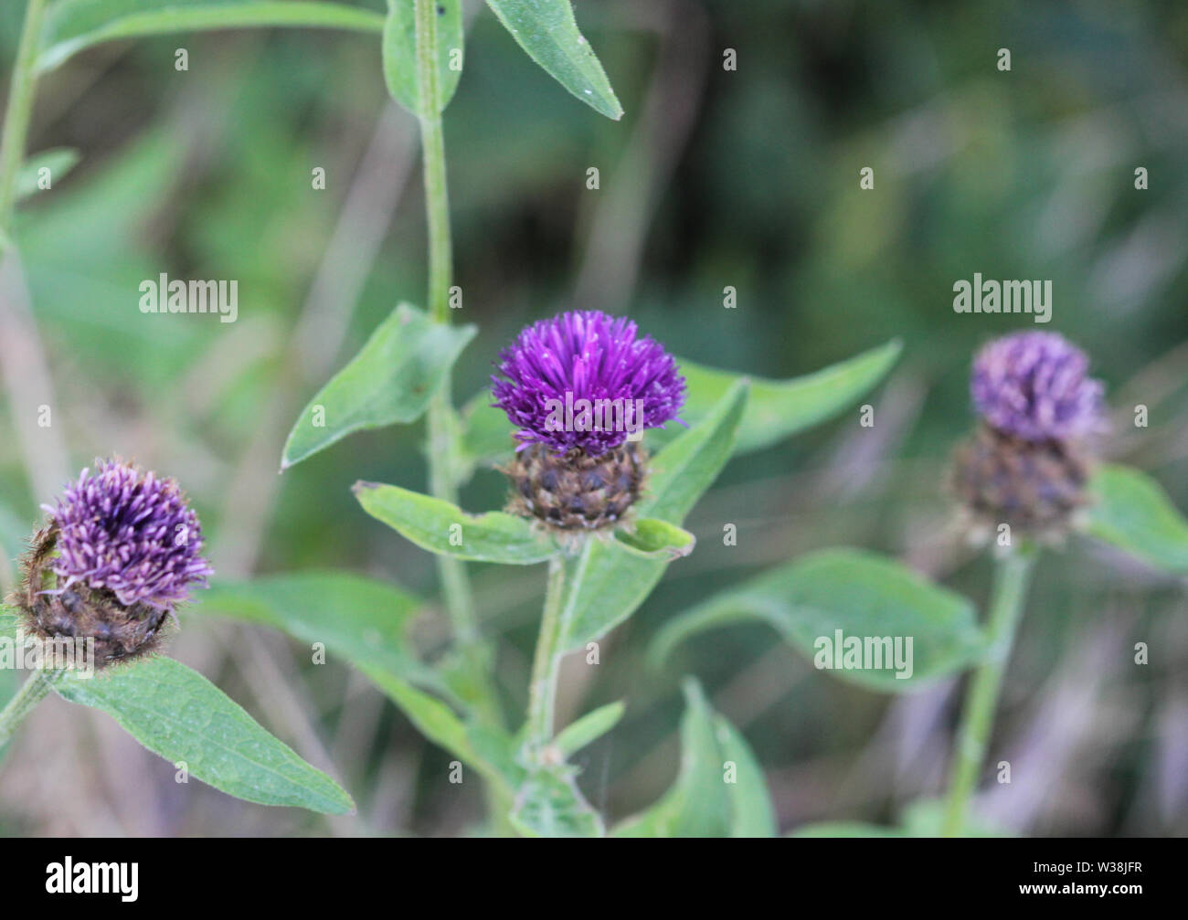 close up of Centaurea nigra, known by the common names lesser knapweed ...