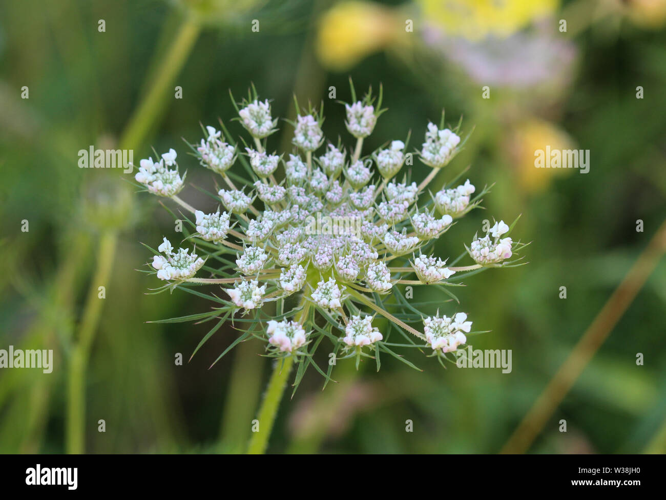 close up of Daucus carota, whose common names include wild carrot, bird ...