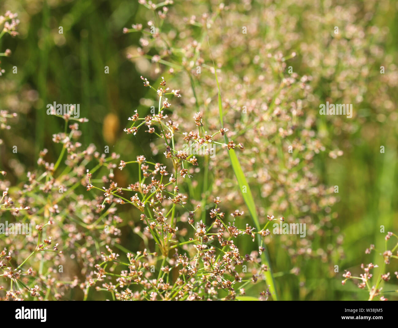 close up of Juncus subnodulosus, the blunt-flowered rush growing in ...