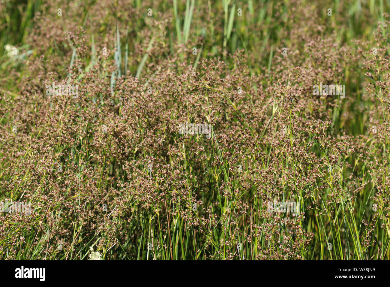 close up of Juncus subnodulosus, the blunt-flowered rush growing in ...