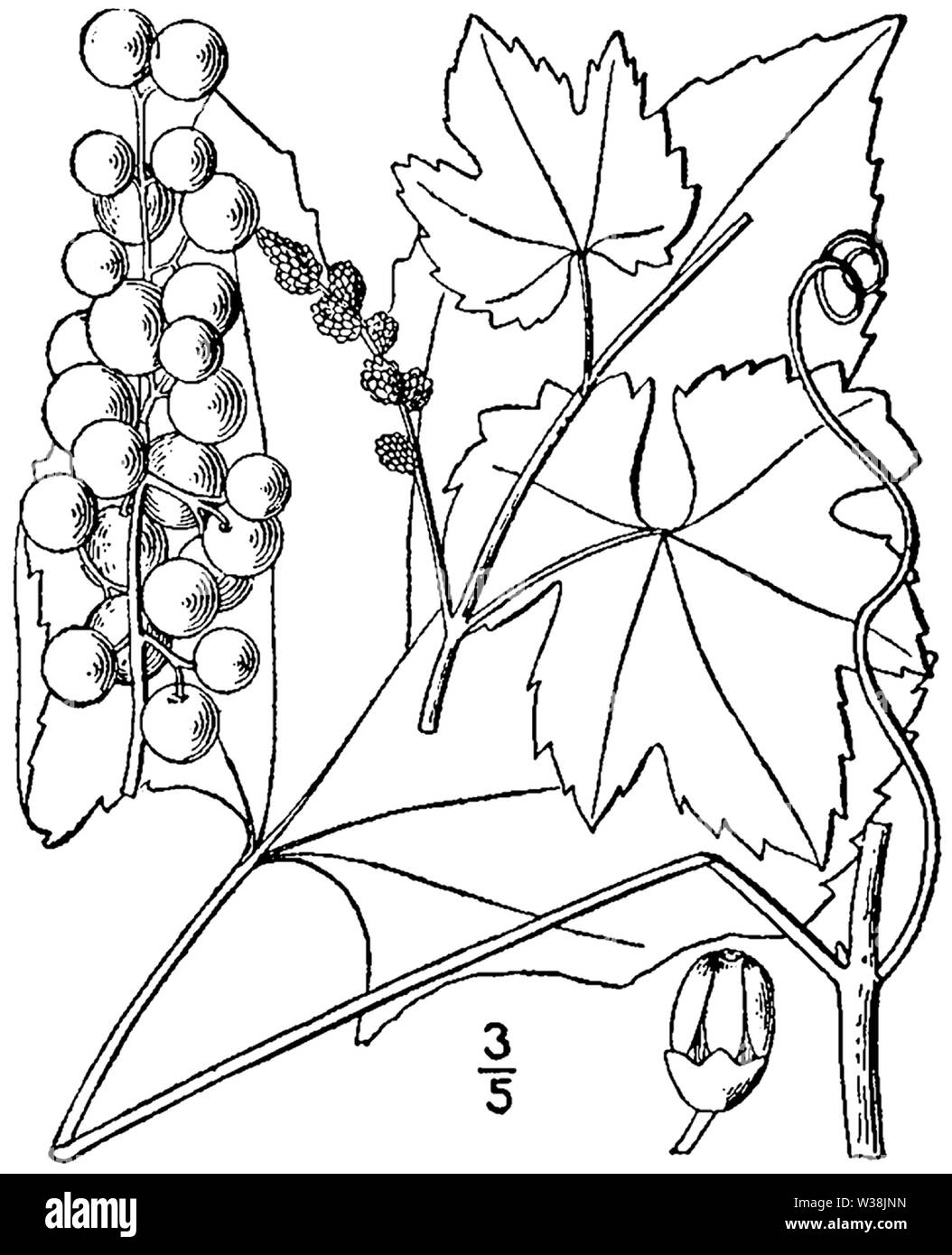 Grapevine drawing Black and White Stock Photos & Images - Alamy