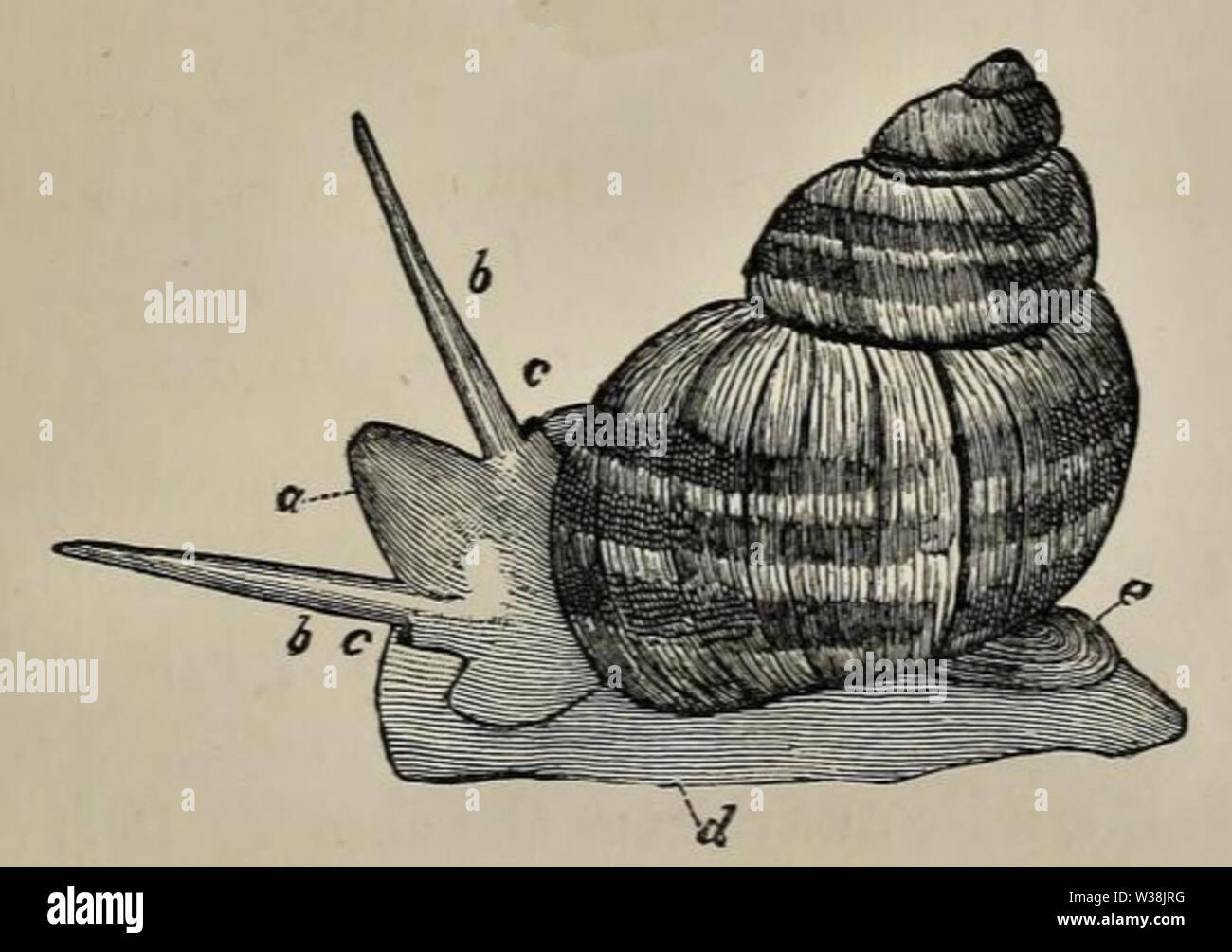 Viviparus hi-res stock photography and images - Alamy