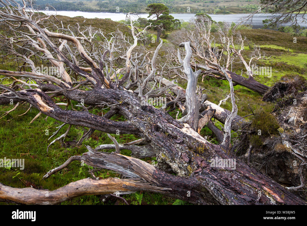 Dead caledonian pine hi-res stock photography and images - Alamy