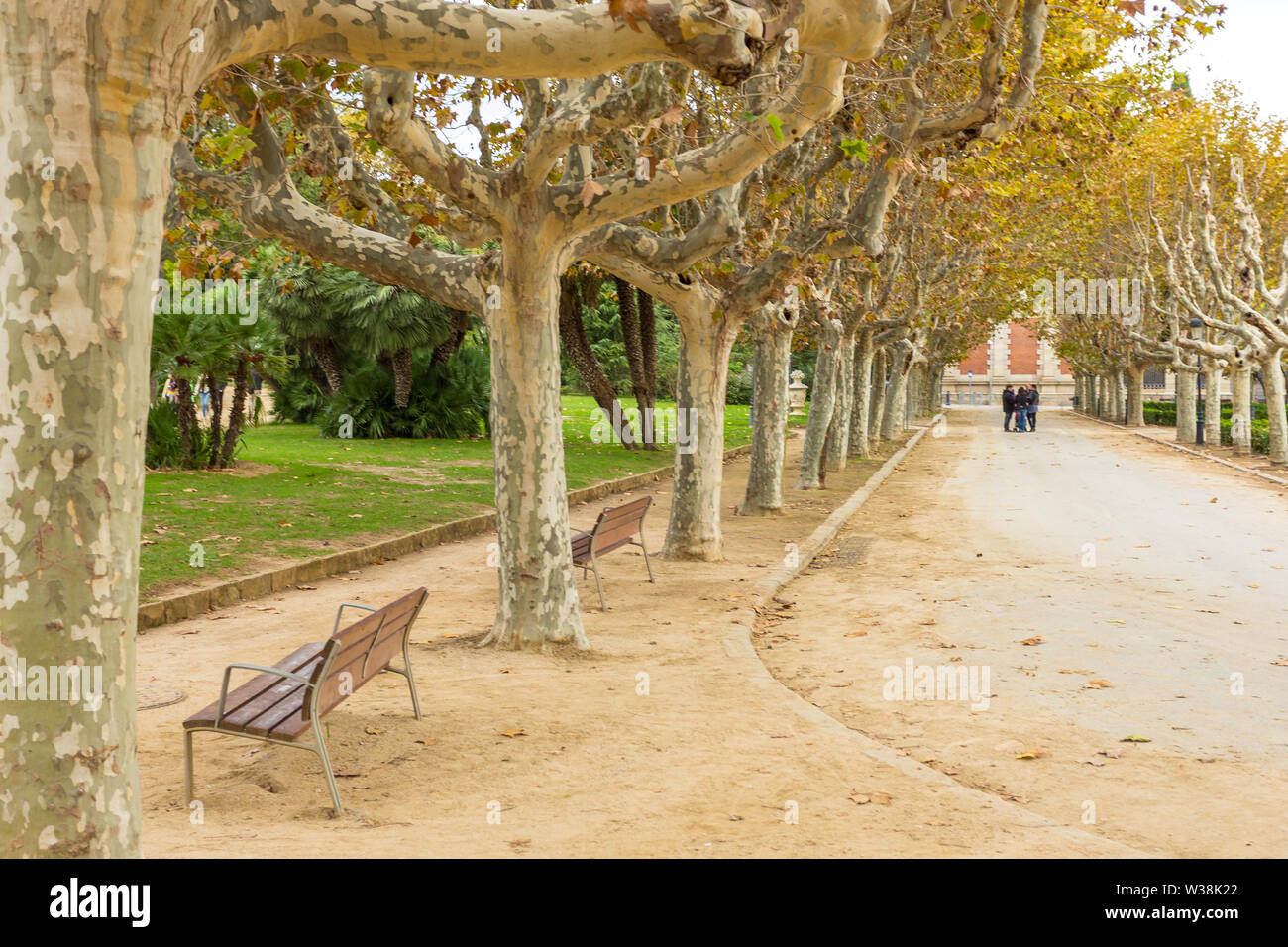 Spanish plane tree hi-res stock photography and images - Alamy