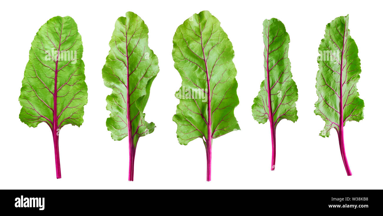 Beetroot foliage, beet leaves isolated on white background Stock Photo ...