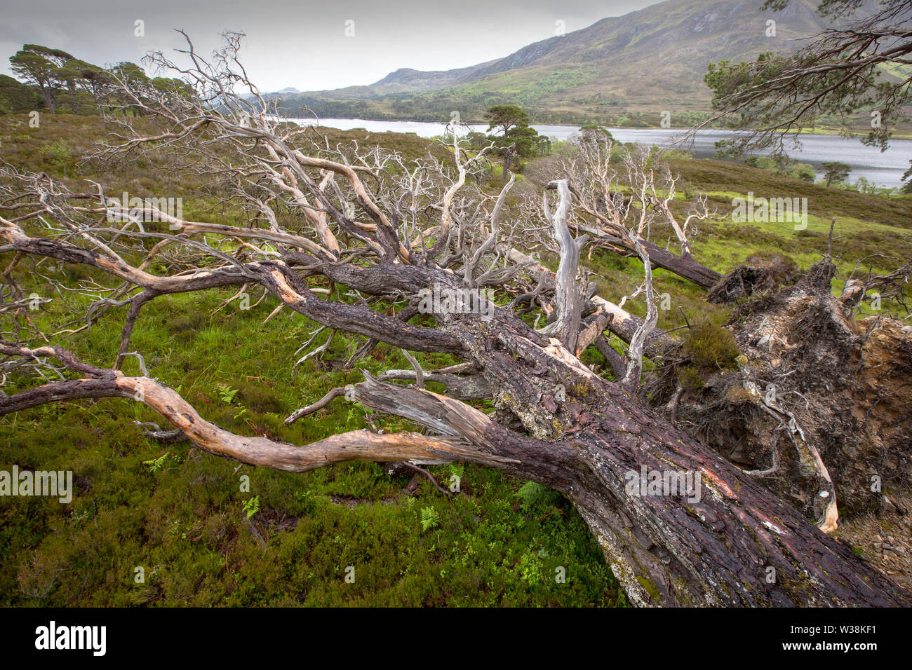 Dead caledonian pine hi-res stock photography and images - Alamy
