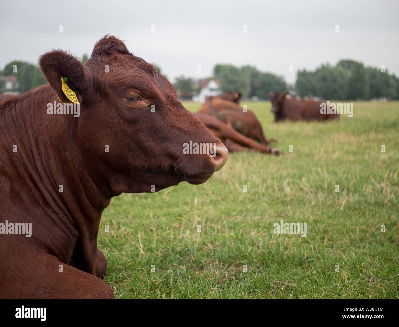 Red poll cow sitting on Midsummer Common in Cambridge, UK Stock Photo ...