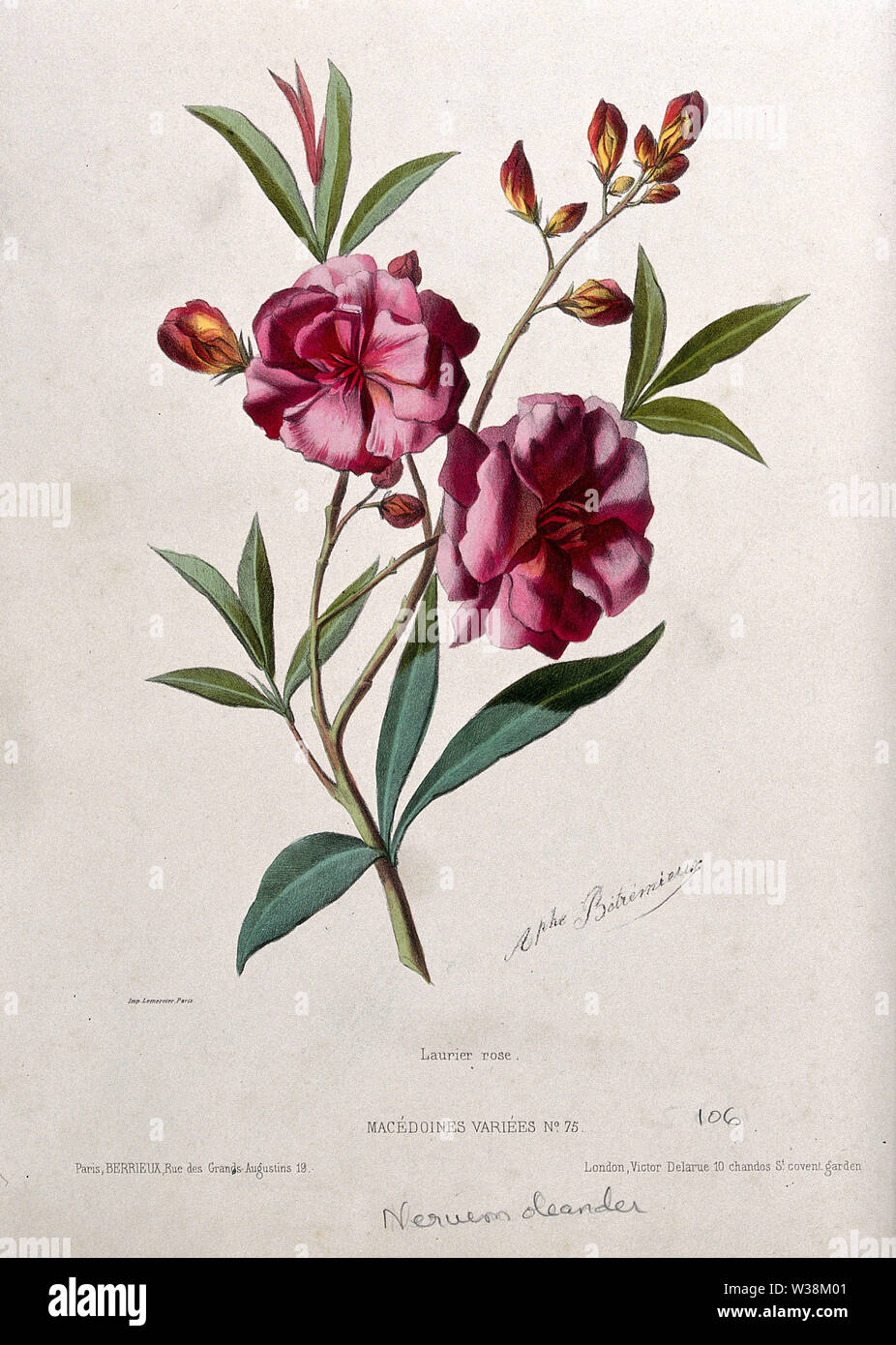 Oleander botanical illustration hi-res stock photography and images - Alamy