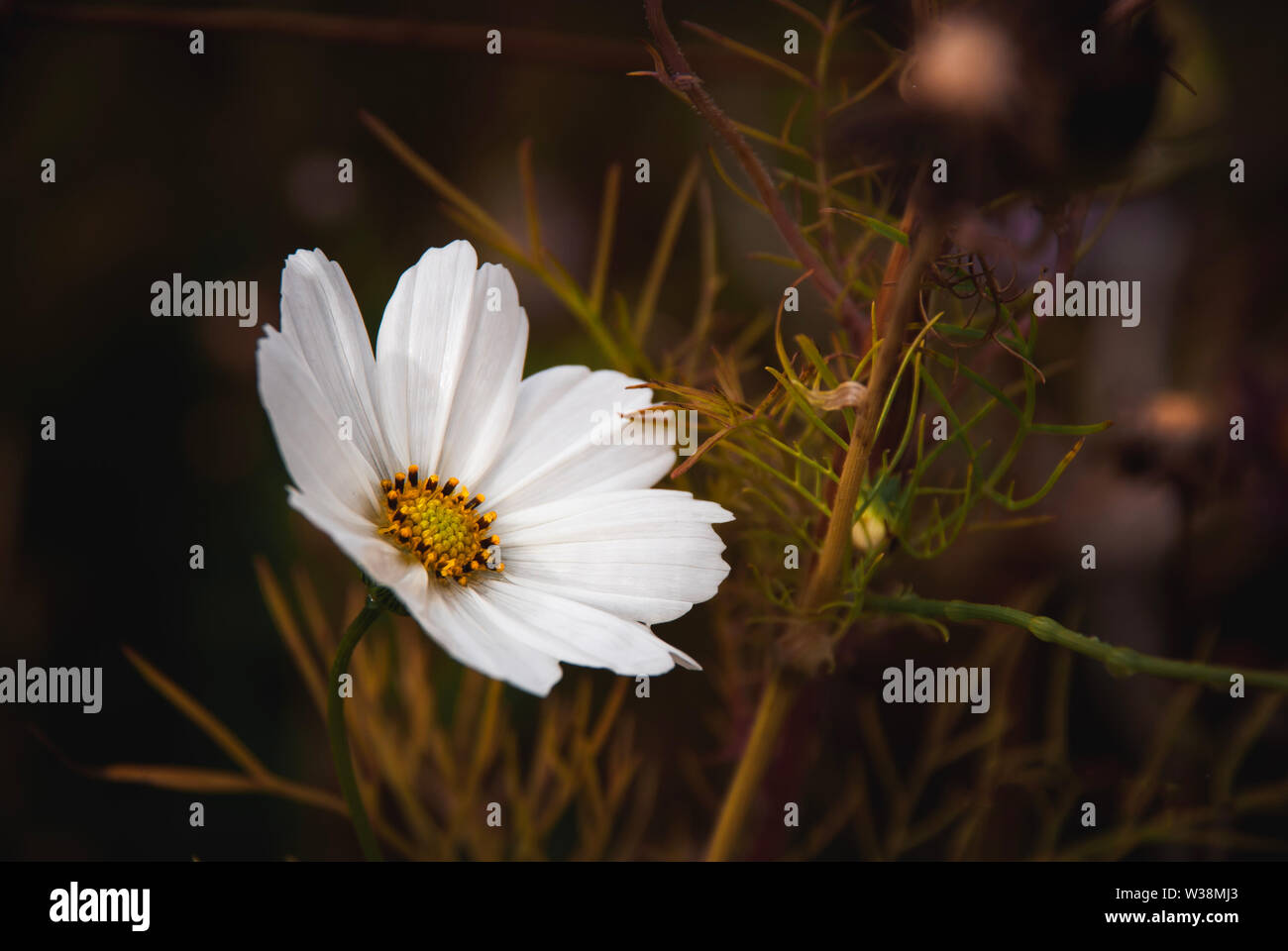 Purity image hi-res stock photography and images - Alamy