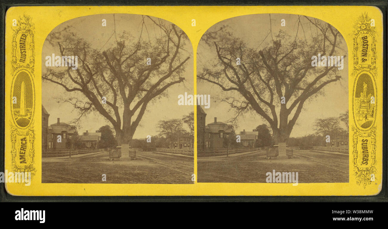 Washington elm, Cambridge, Mass, from Robert N Dennis collection of ...