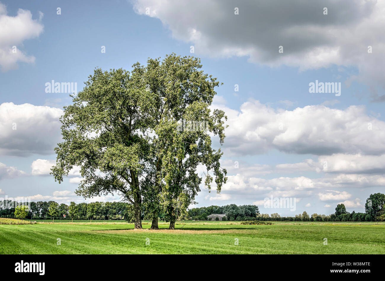 Three lage poplar trees in a green field near Culemborg, The ...