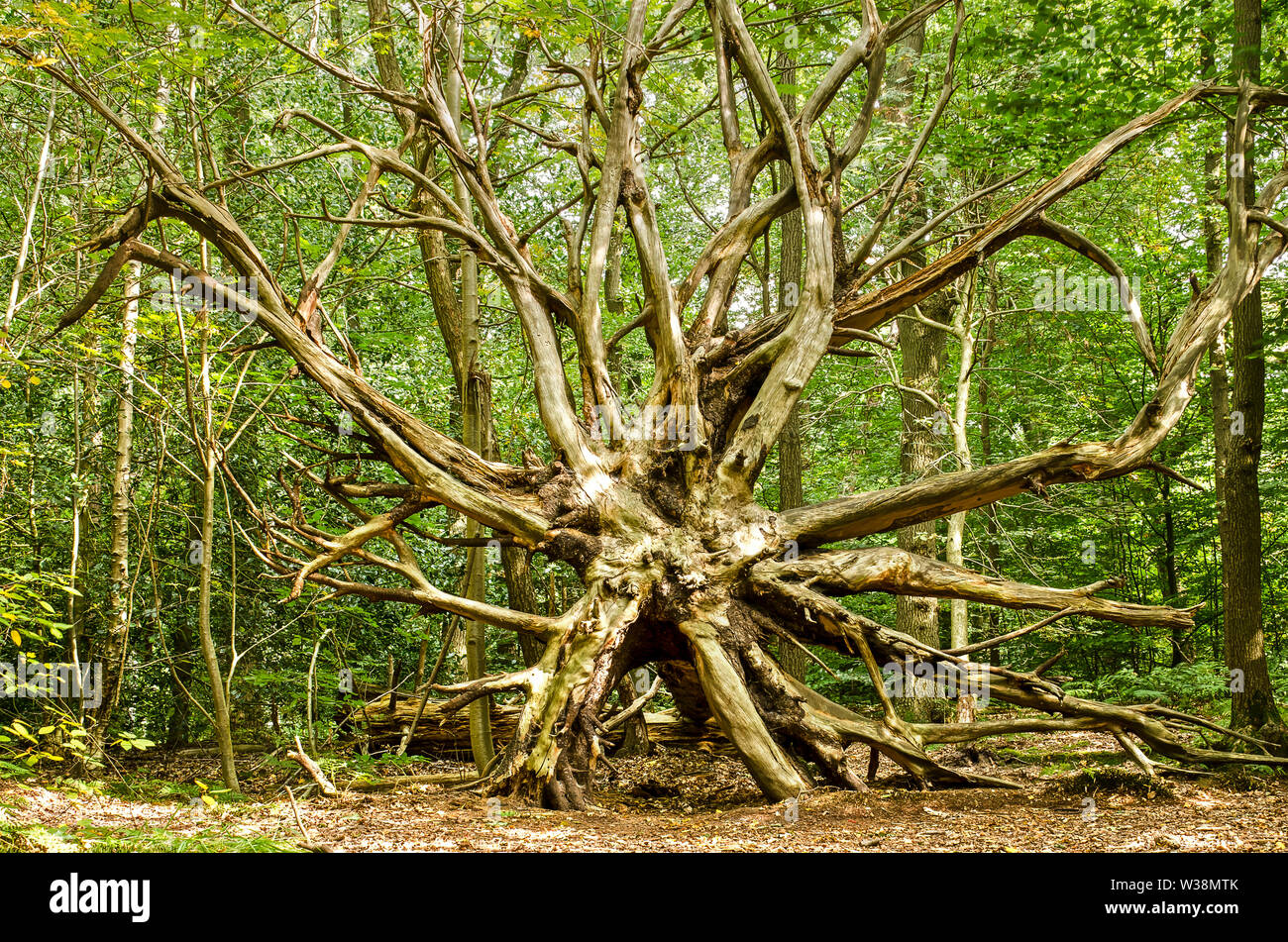Bizarre shapes hi-res stock photography and images - Alamy