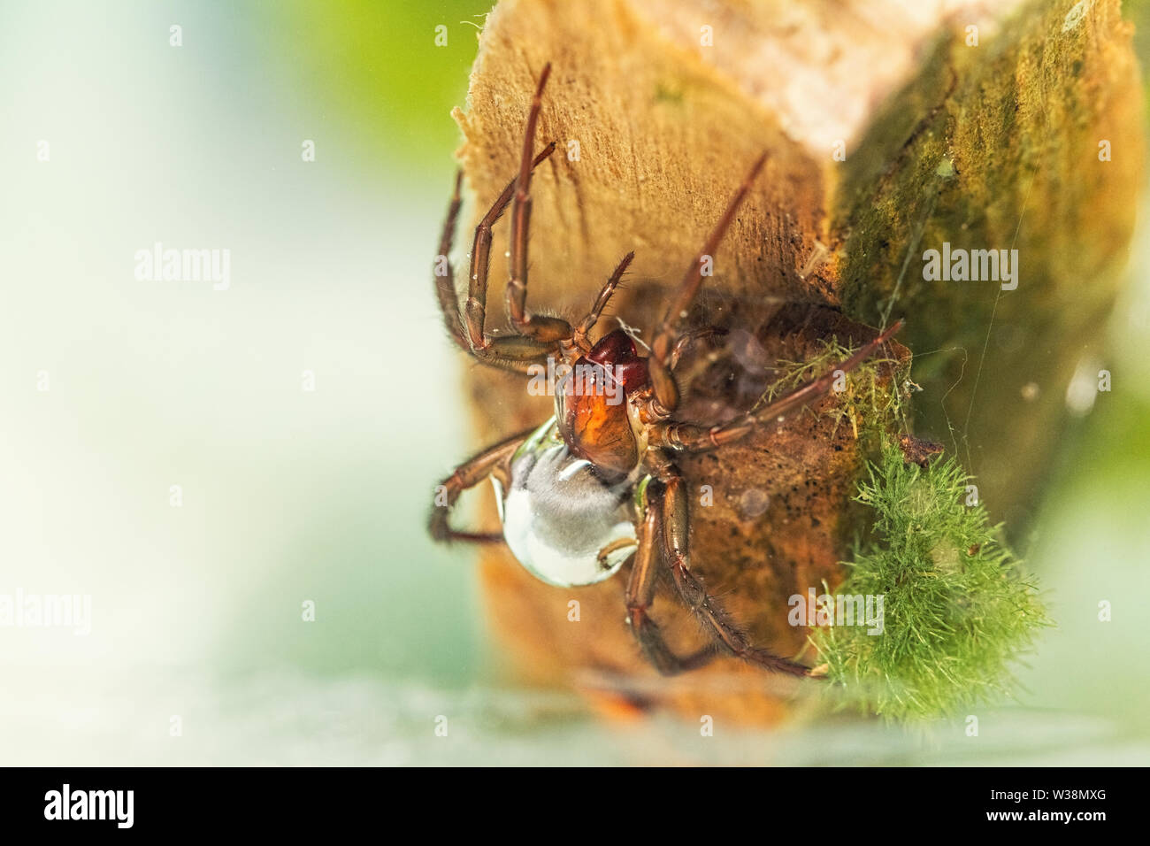 The diving bell spider / water spider (Argyroneta aquatica Stock Photo ...
