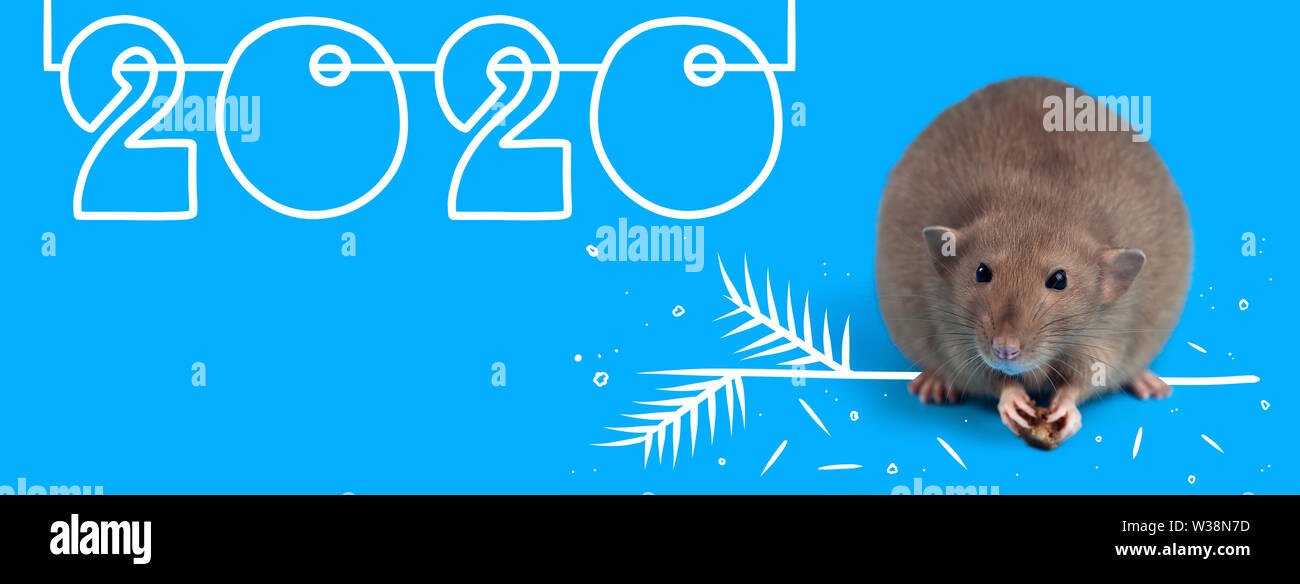 new year greeting card with 2020 year. Rat sitting on a blue background ...