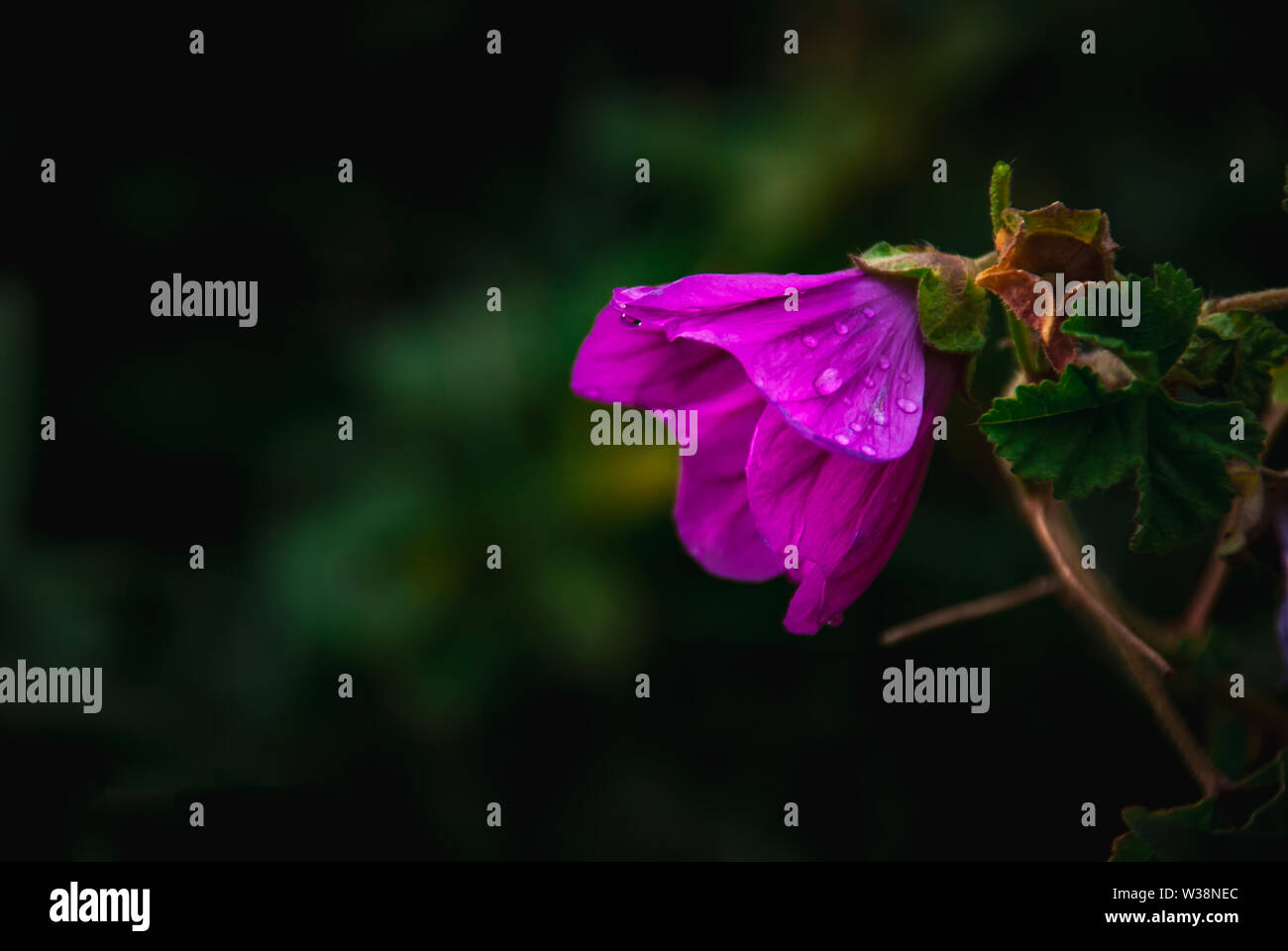 A withered flower hi-res stock photography and images - Alamy