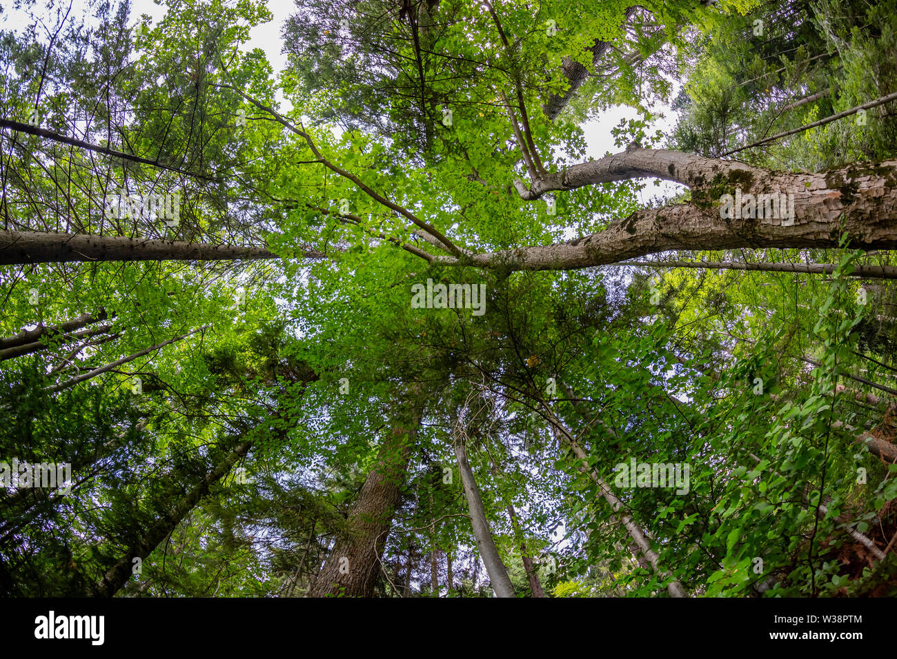 Tree canopy fish eye hi-res stock photography and images - Alamy