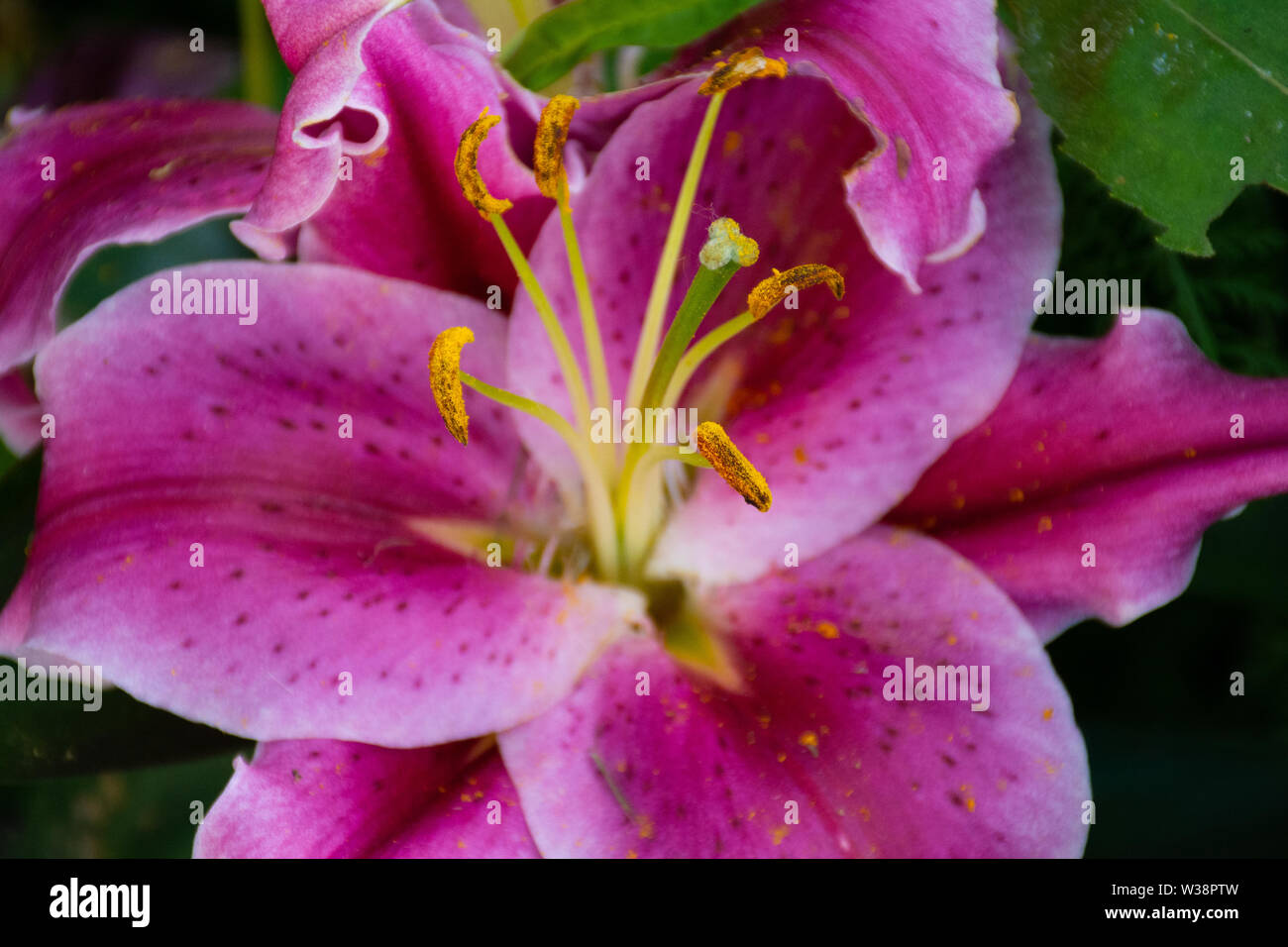 Fairy dust hi-res stock photography and images - Alamy