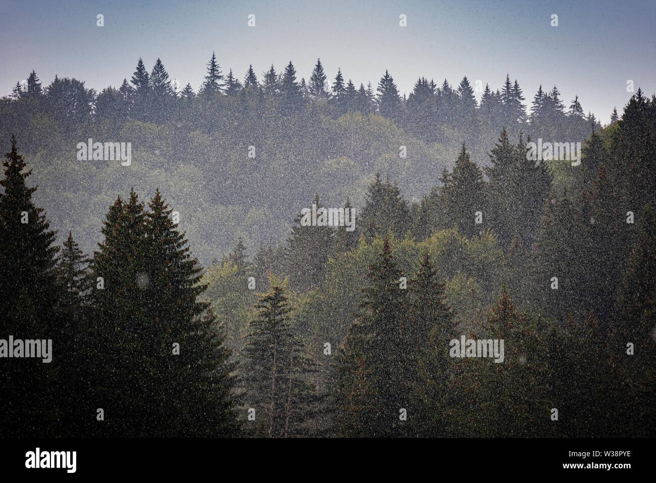 A strong hailstorm over a coniferous forest in eastern europe Stock ...