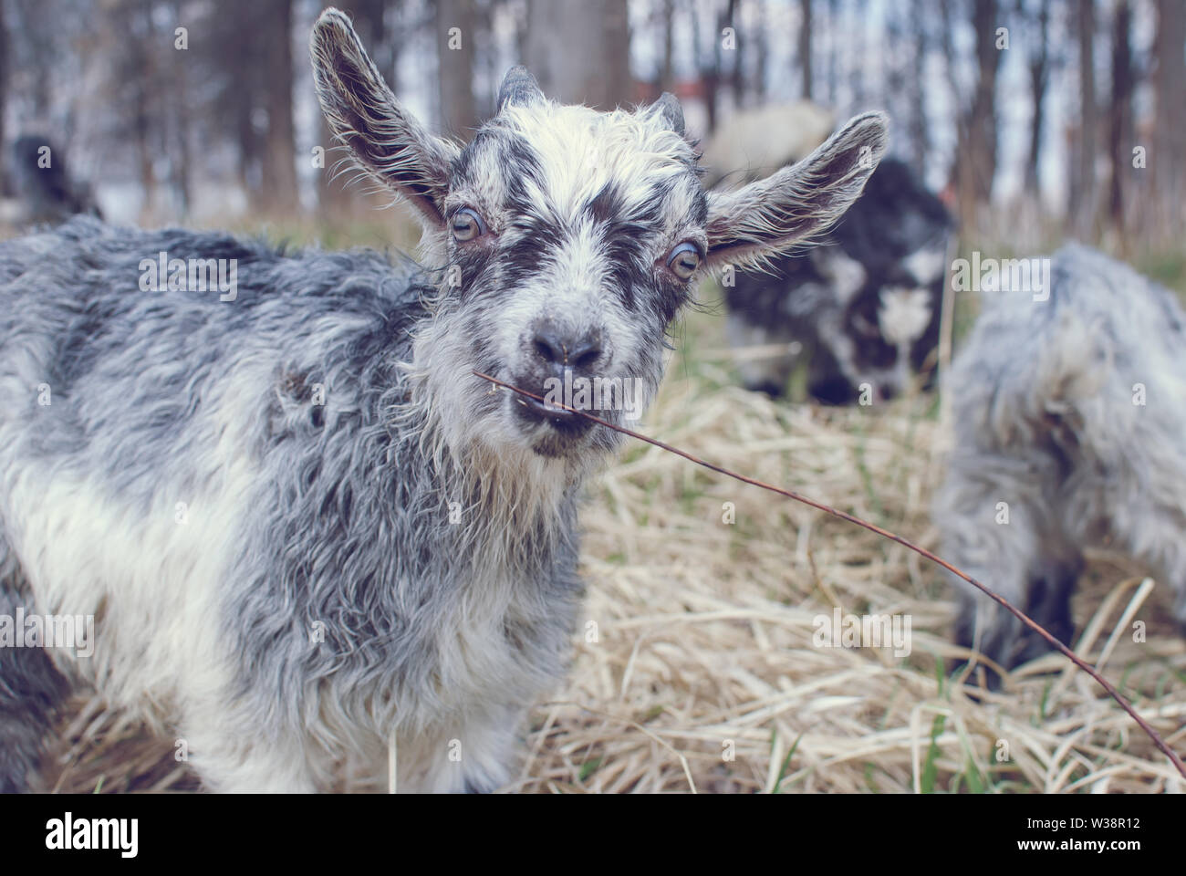 Gray goat hi-res stock photography and images - Alamy