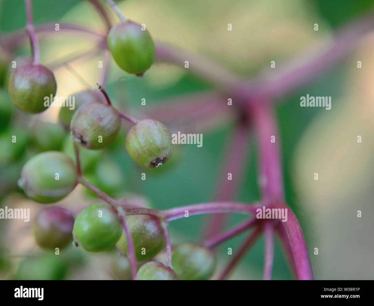 Fruit cluster hi-res stock photography and images - Alamy