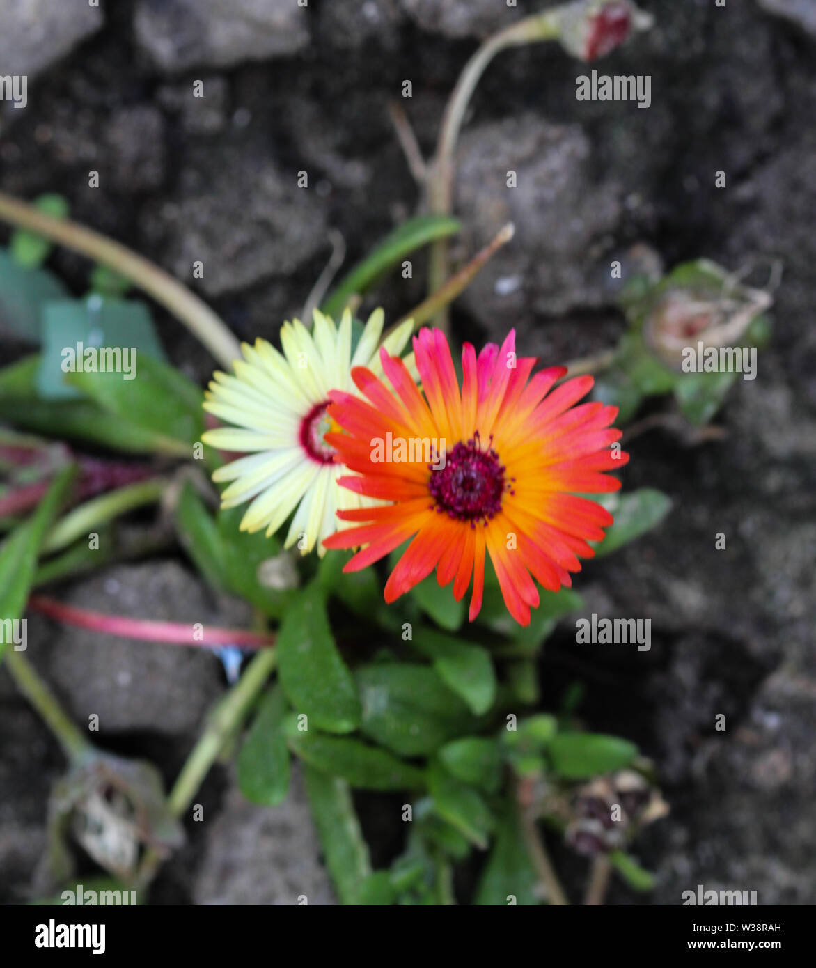 White daisy livingstone daisy flower hi-res stock photography and ...