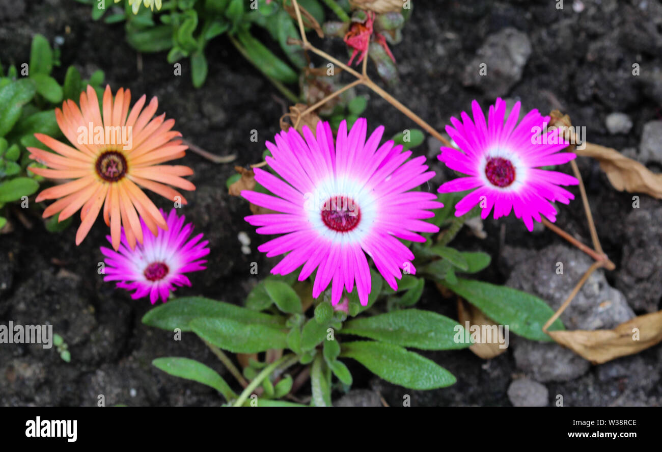 White daisy livingstone daisy flower hi-res stock photography and ...