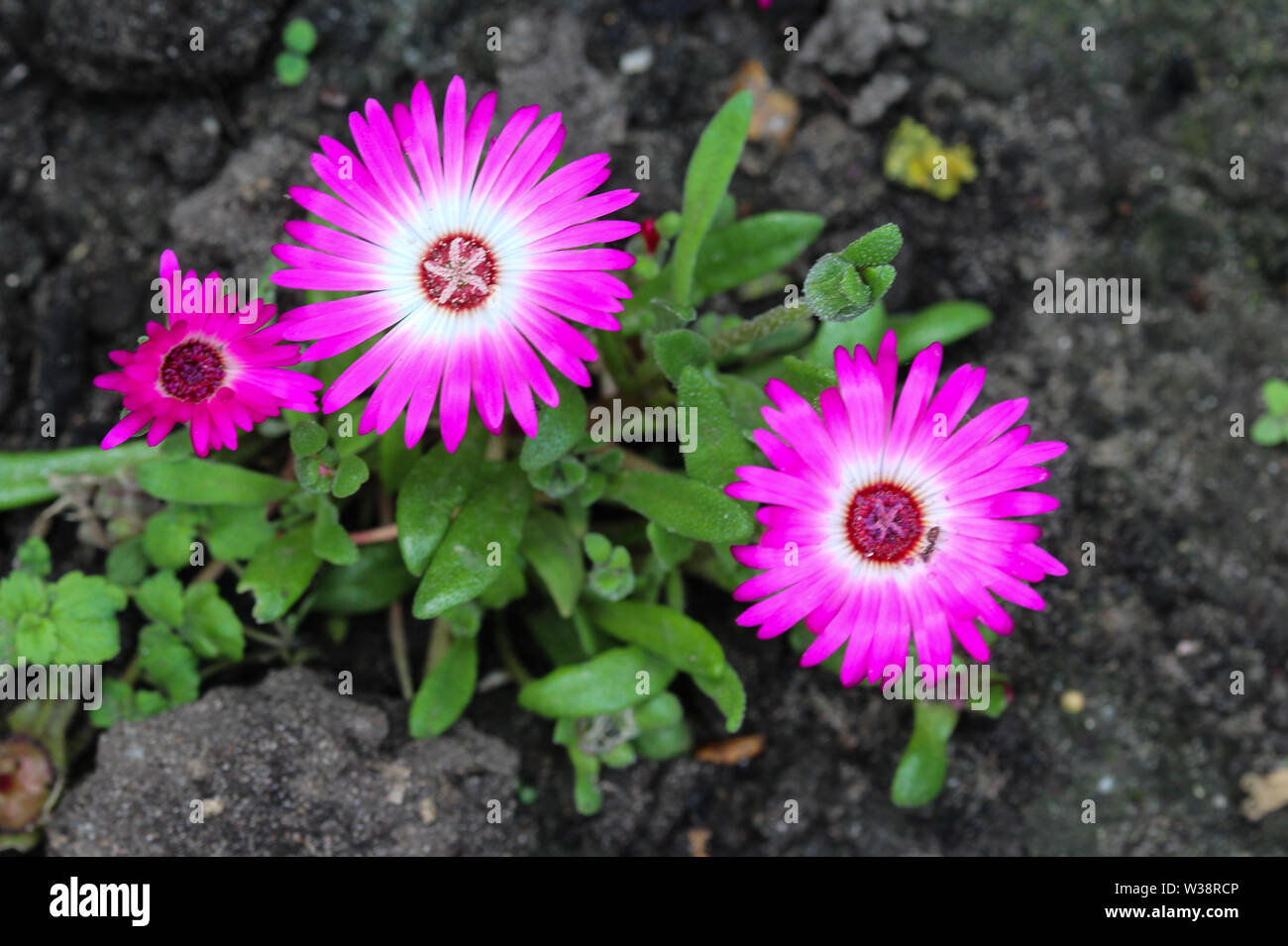 White daisy livingstone daisy flower hi-res stock photography and ...