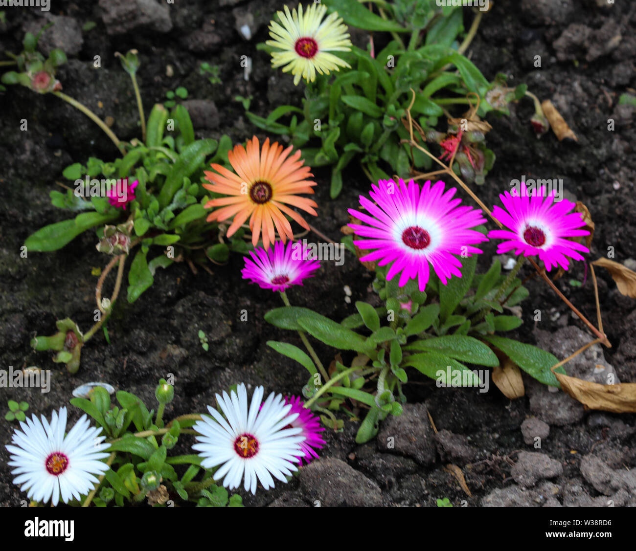 Dorotheanthus bellidiformis hi-res stock photography and images - Alamy