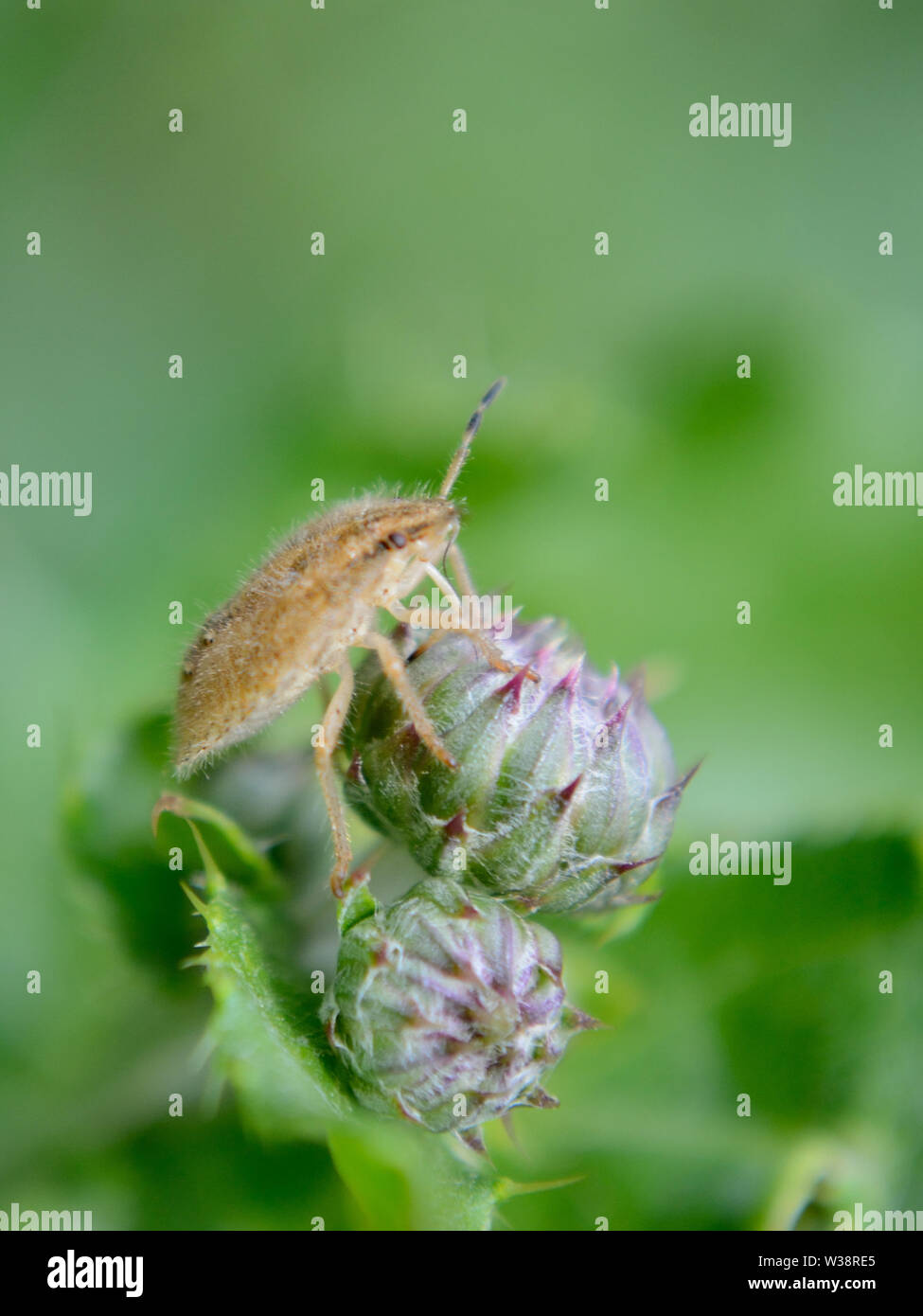 Hairy Shieldbug nymph (Dolycoris baccarum) on creeping-thistle bud ...