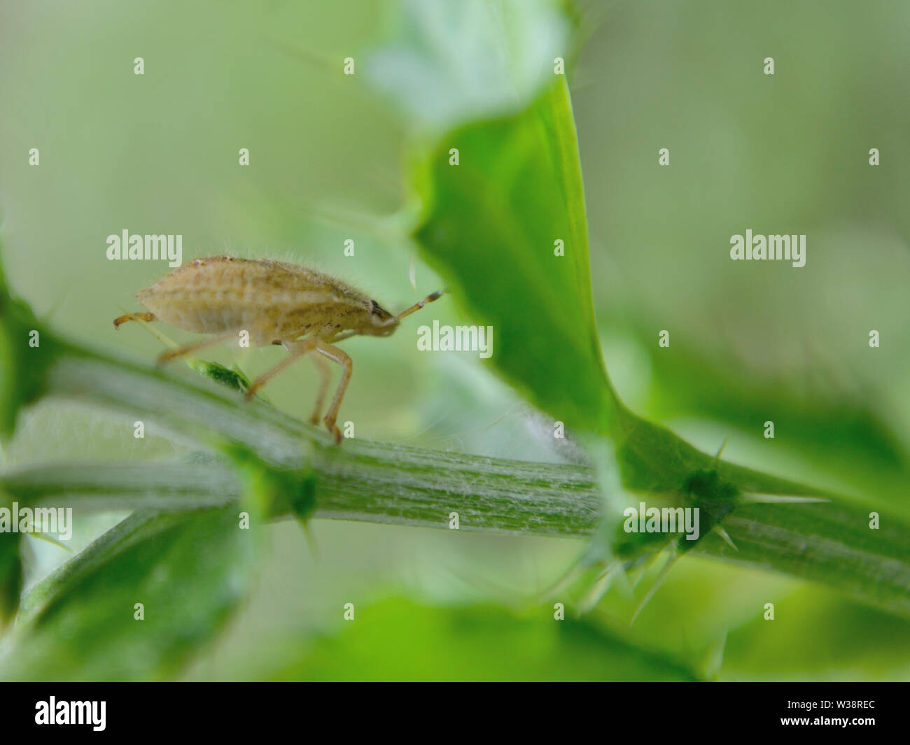 Hairy Shieldbug Nymph High Resolution Stock Photography and Images - Alamy