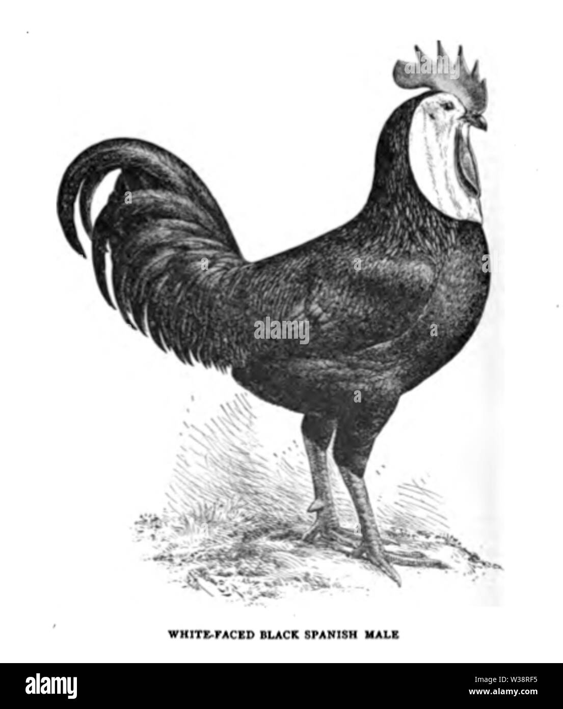 White faced black spanish hi-res stock photography and images - Alamy