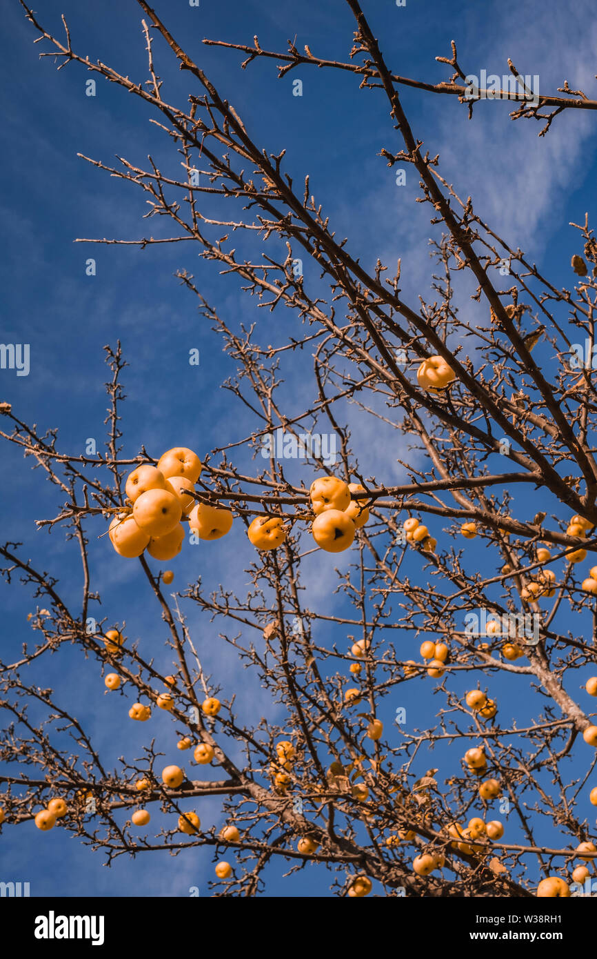 apple without leaves with golden apples Stock Photo - Alamy