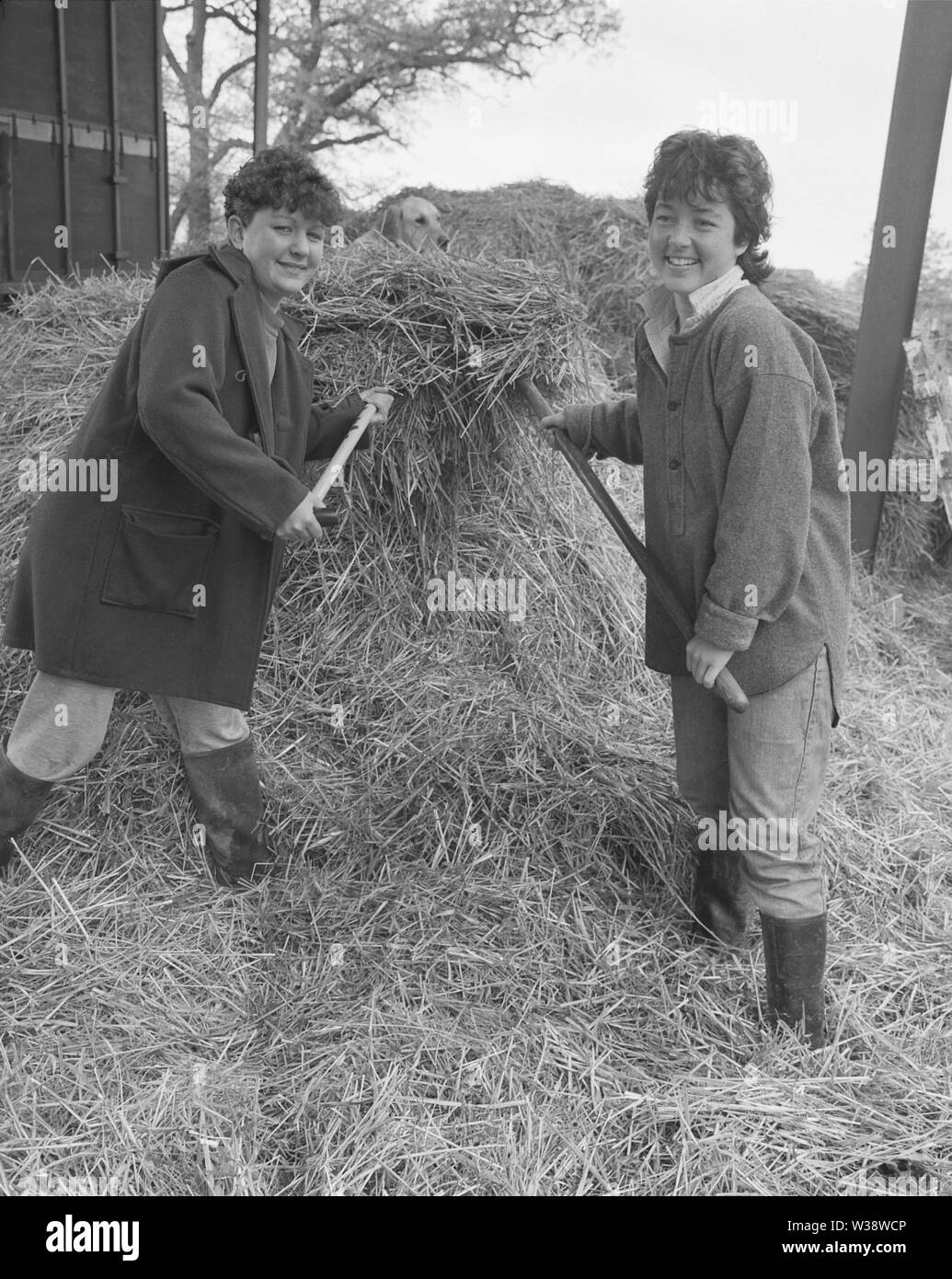 1980s, historical, two teenage girls in a barn on a farm moving straw ...