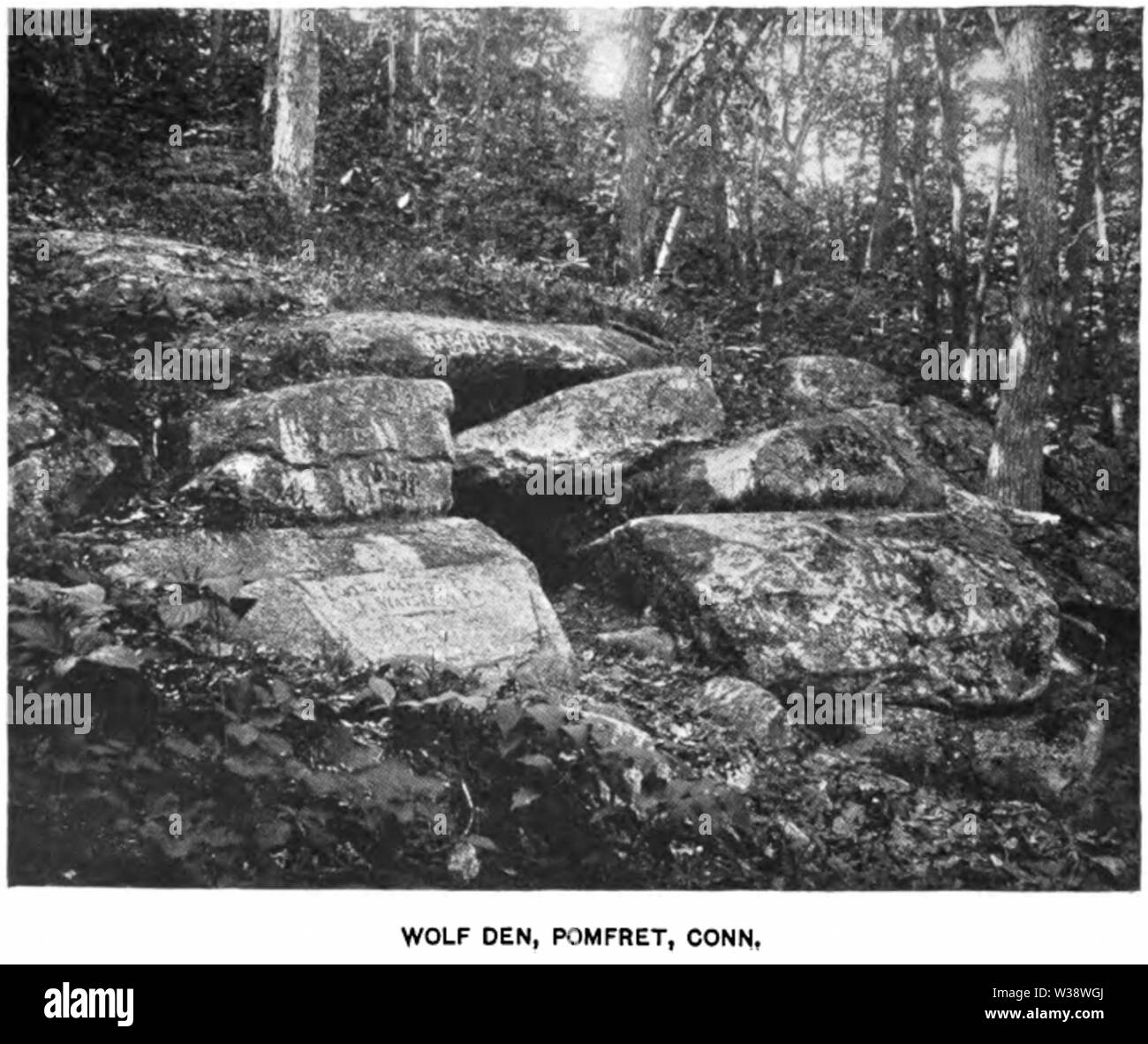 Wolf den Cut Out Stock Images & Pictures - Alamy