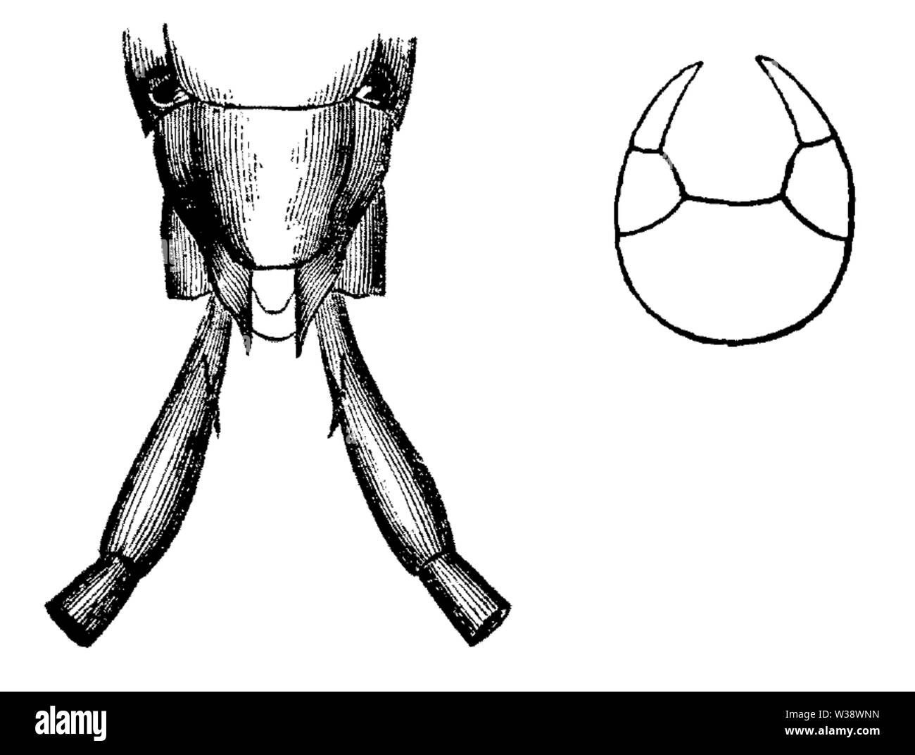 Myriapoda Black and White Stock Photos & Images - Alamy