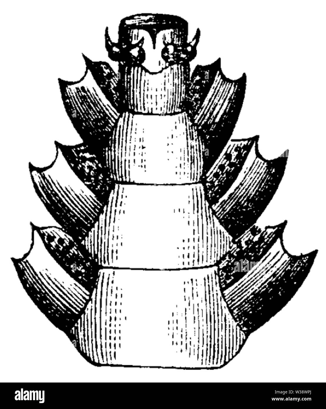 Myriapoda class hi-res stock photography and images - Alamy