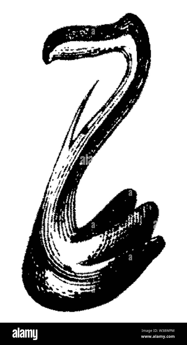 North america animals Cut Out Stock Images & Pictures - Alamy