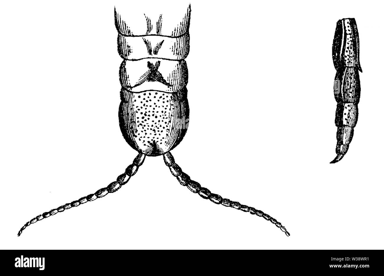 Wood 1865 Myriapoda of North America 10-11 Stock Photo - Alamy