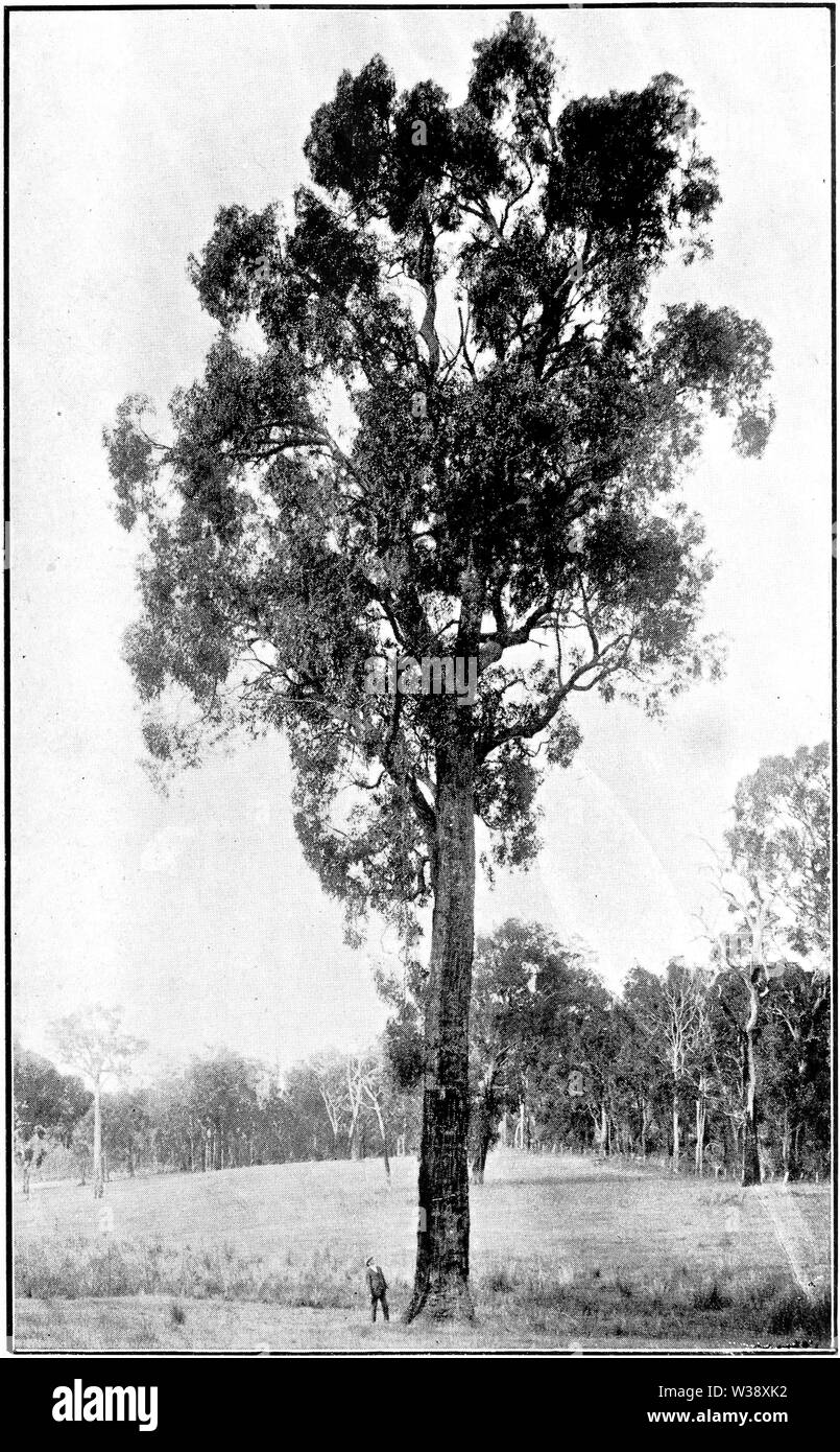 Yarri in Primer of Forestry Poole 1922 Stock Photo - Alamy