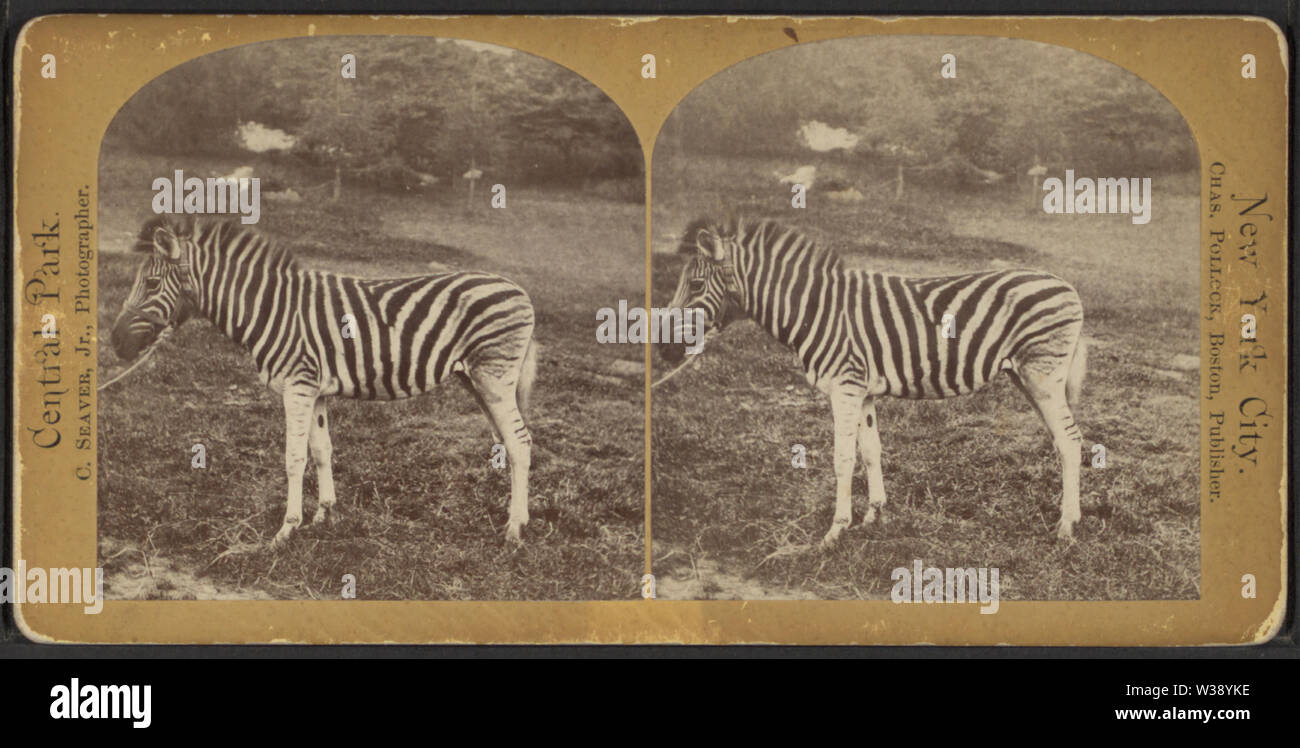 Zebra, by Seaver, C (Charles Stock Photo - Alamy