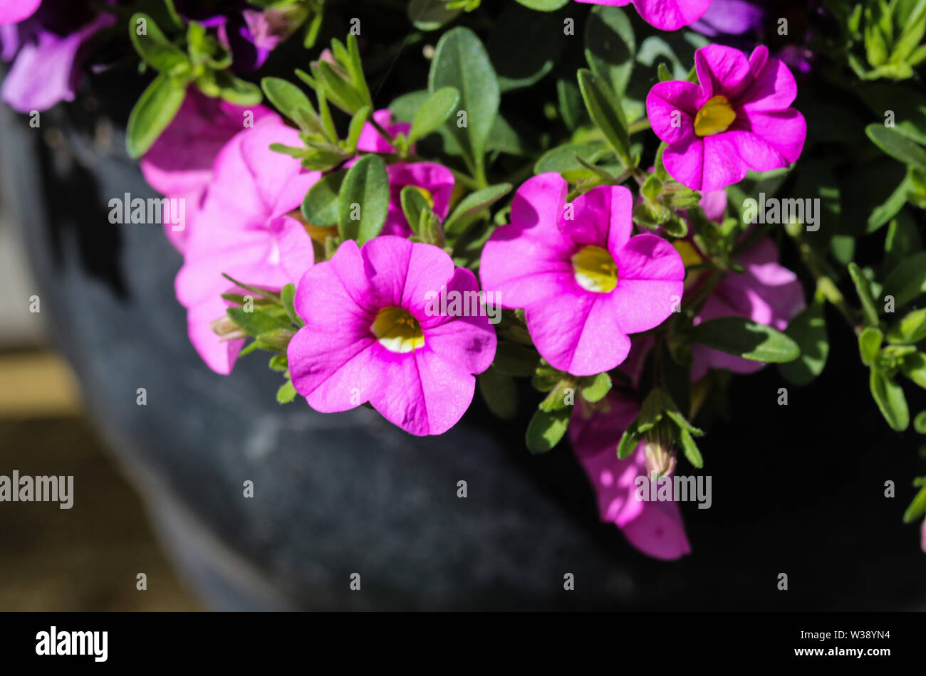 Red petunia exserta hi-res stock photography and images - Alamy