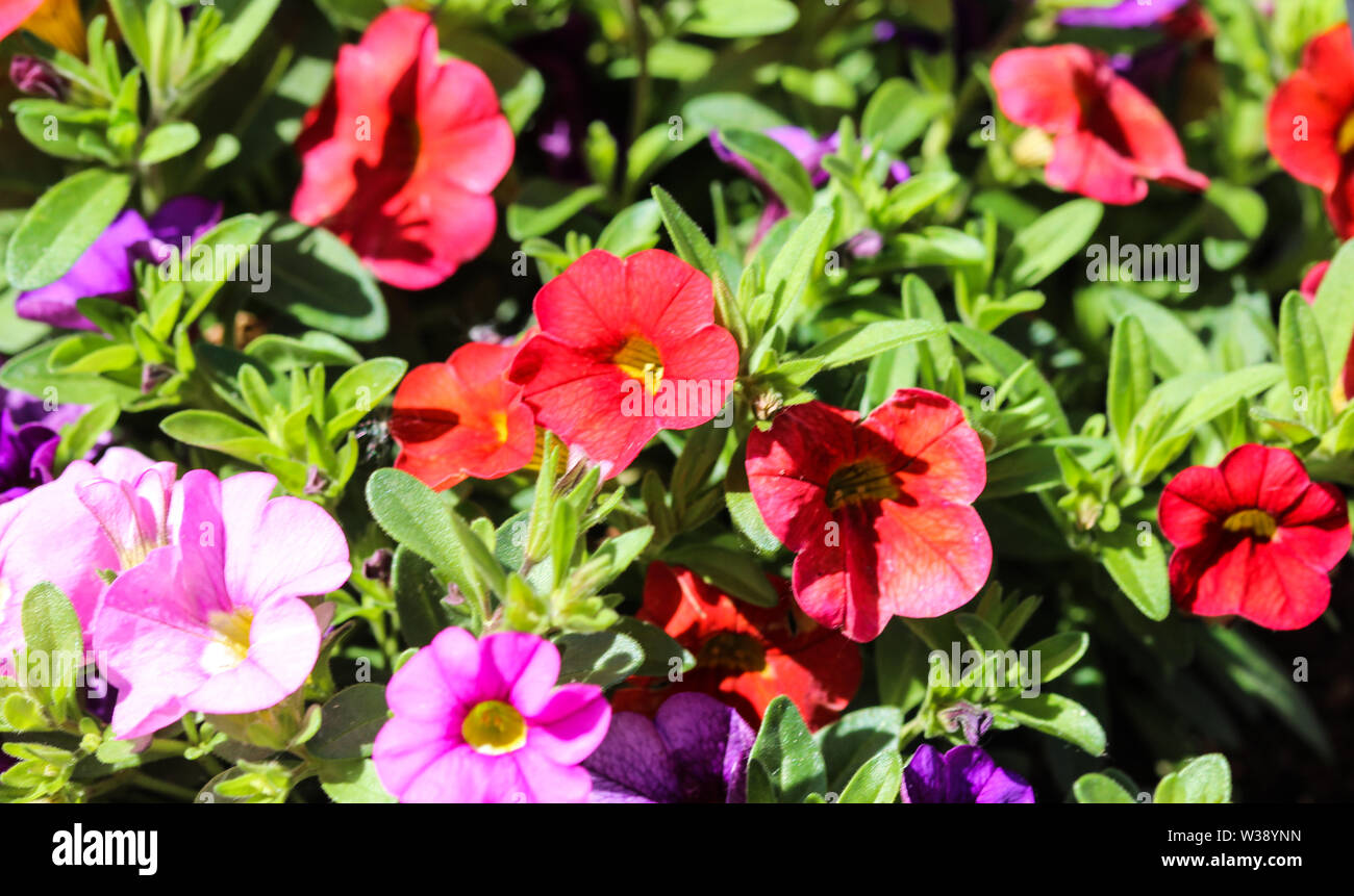 close up of petunia hybrid (Calibrachoa parviflora) in garden in spring ...