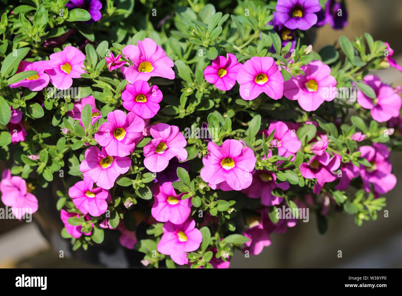close up of petunia hybrid (Calibrachoa parviflora) in garden in spring ...