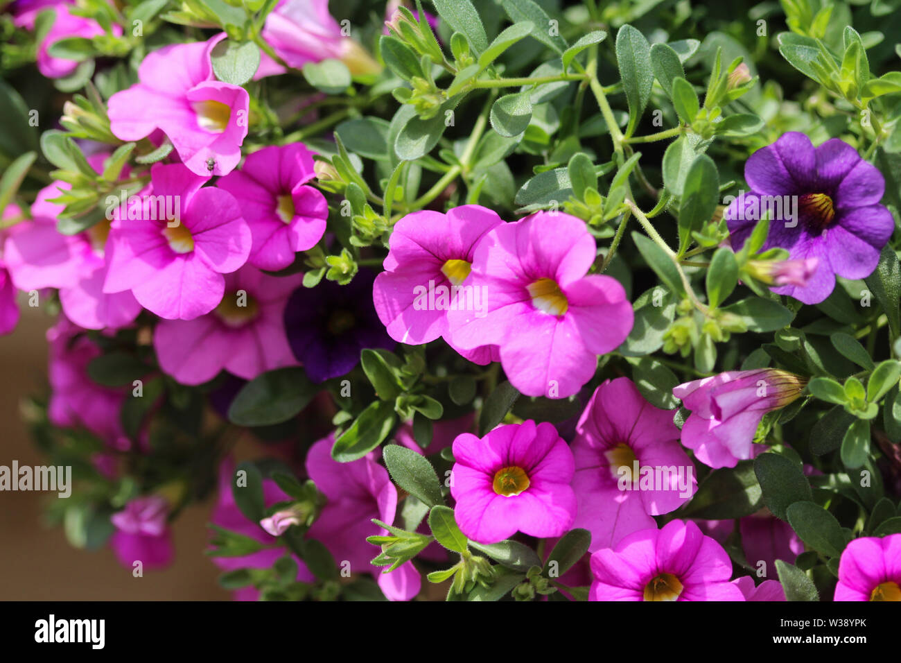 close up of petunia hybrid (Calibrachoa parviflora) in garden in spring ...